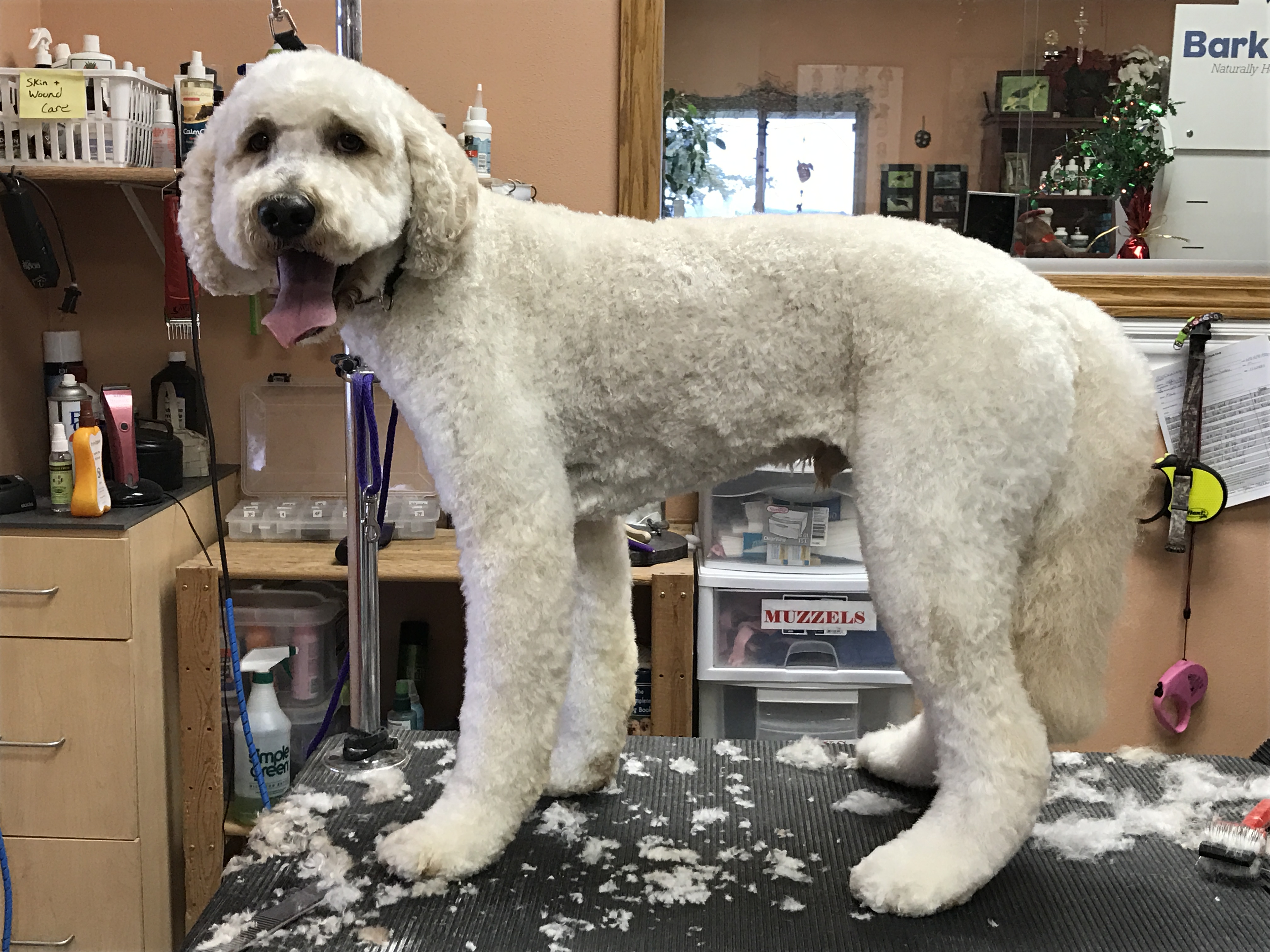 Doggie Styl'n – A style for every dog
